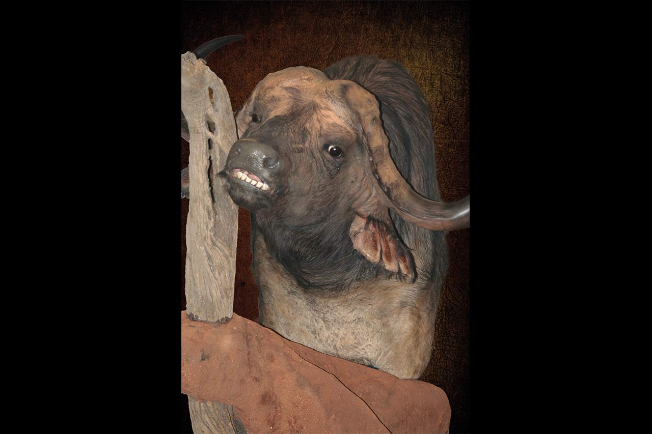 Buffalo Scratching Pedestal